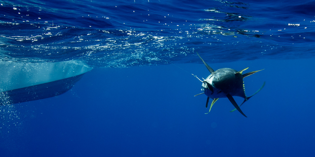 POP Fishing & Marine – POP Fishing & Marine